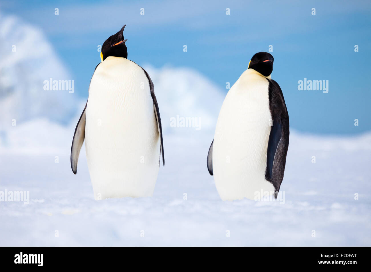 Emperor penguins ice snow hi-res stock photography and images - Alamy