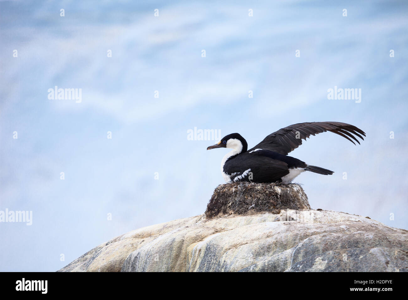A Blue Eyed Shag sitting on its nest stretches a wing near Port Lockroy ...