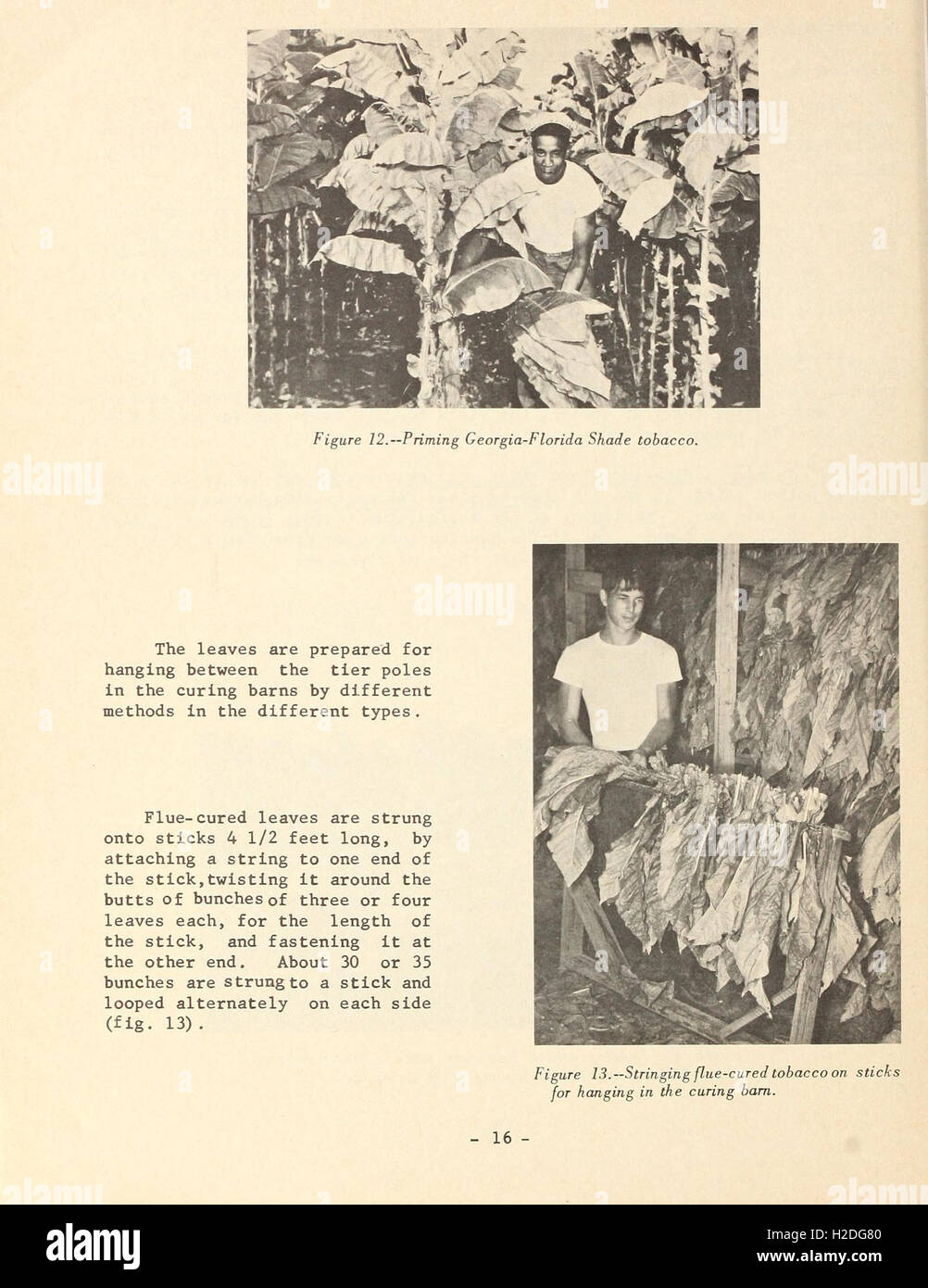 This document explores the history, cultivation, and economic ...