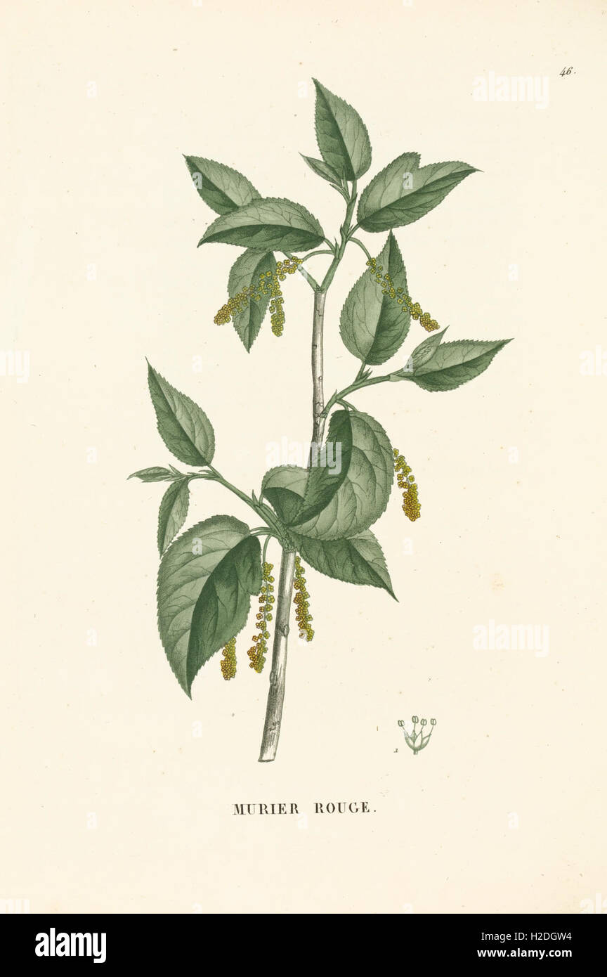 A comprehensive work detailing forest trees, focusing on their ...