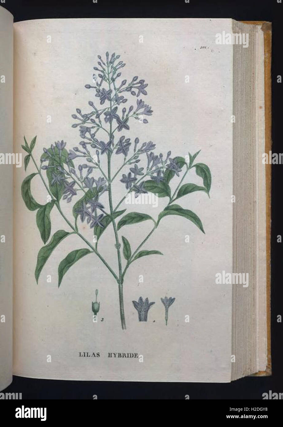 This French treatise focuses on the cultivation of shrubs and small ...