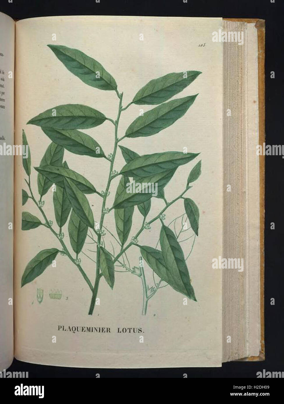 This botanical work provides a thorough description and illustration of ...