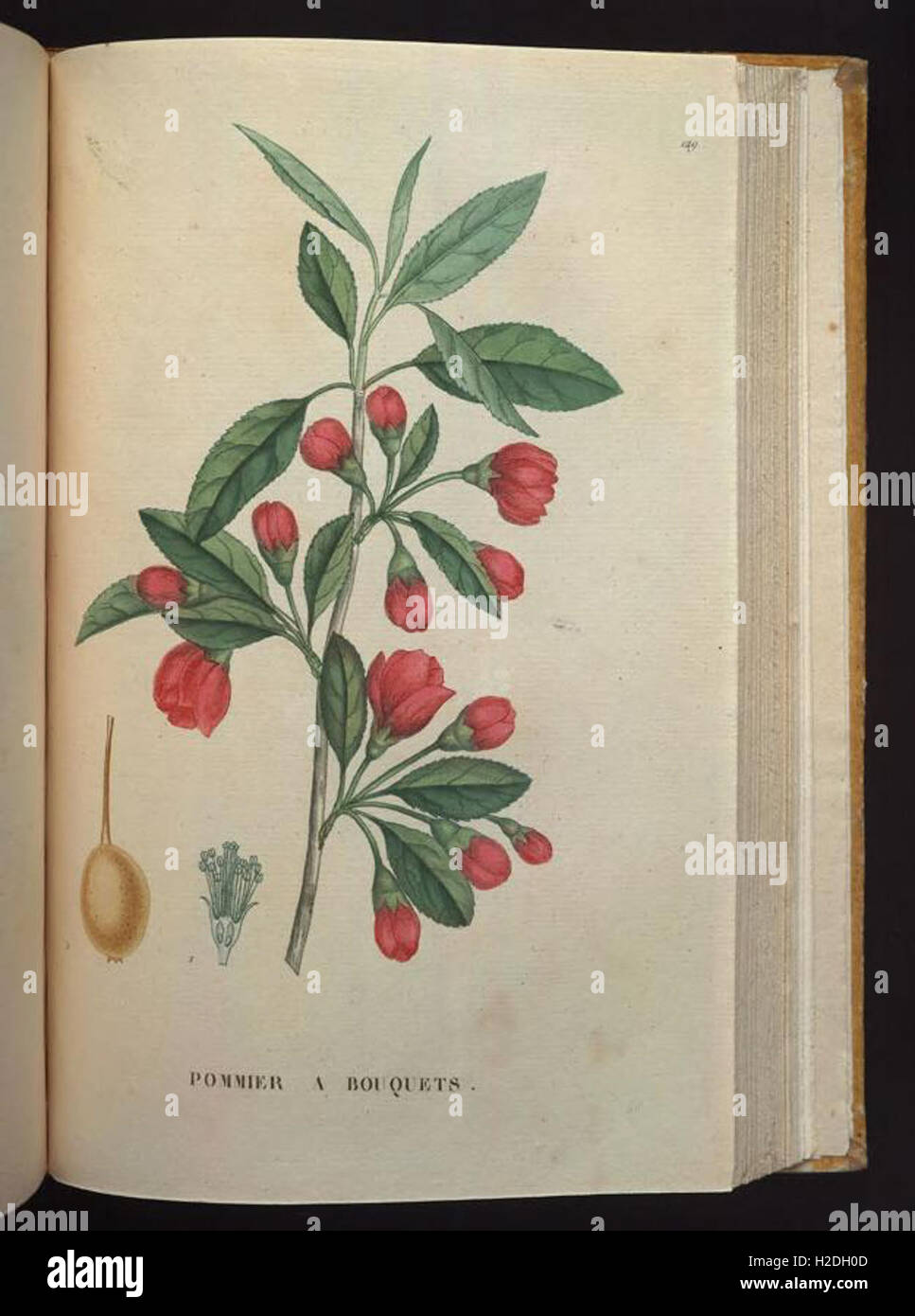 Traite des arbrisseaux et des arbustes cultives en France et en pleine ...