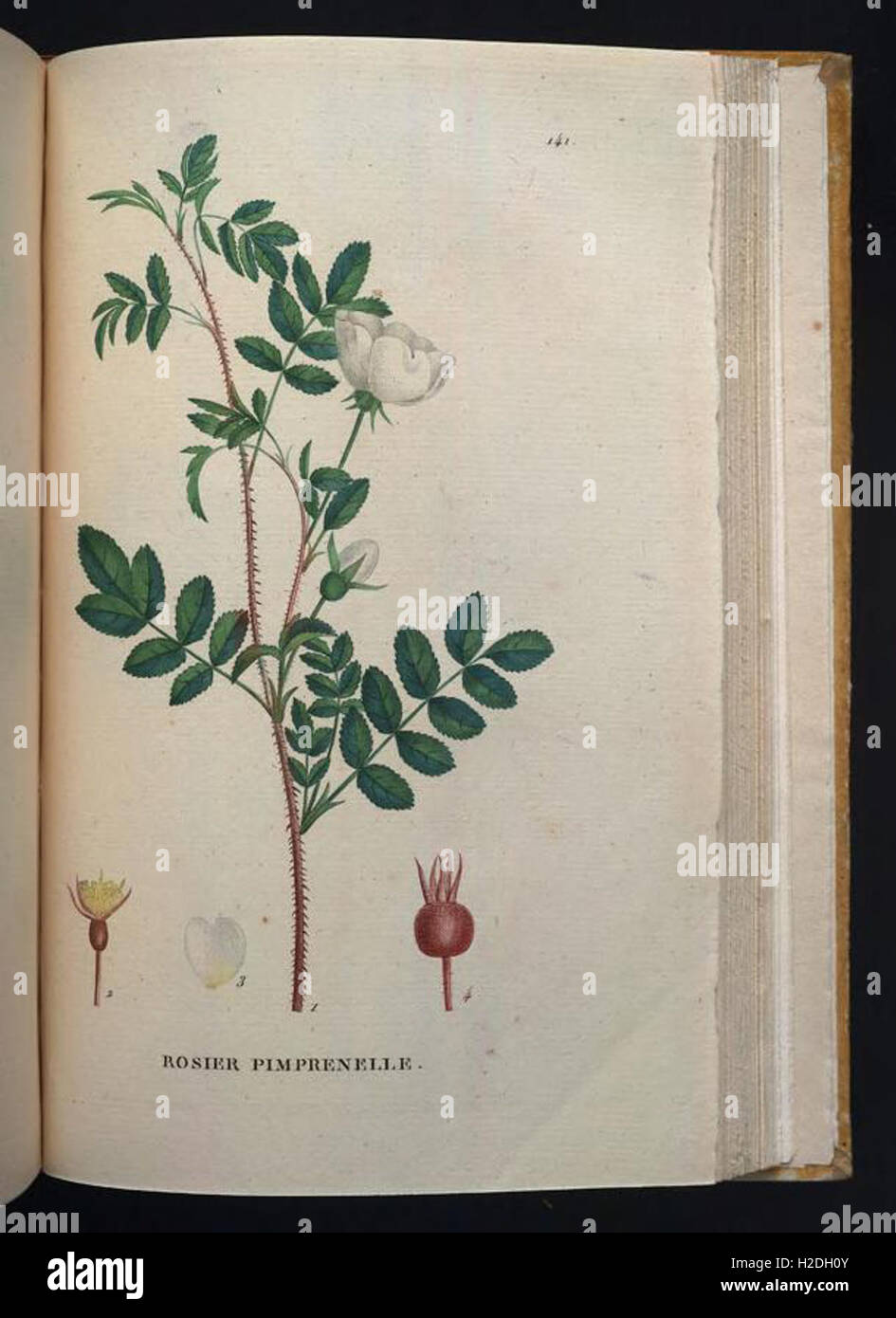 Traite des arbrisseaux et des arbustes cultives en France et en pleine ...