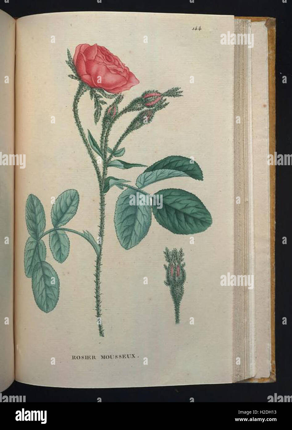 Traite des arbrisseaux et des arbustes cultives en France et en pleine ...