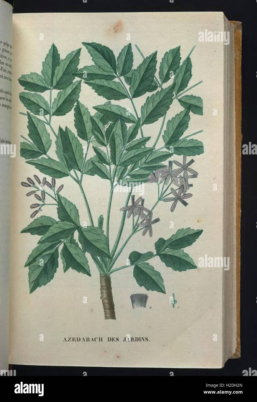 A French botanical treatise on the cultivation of shrubs and bushes in ...