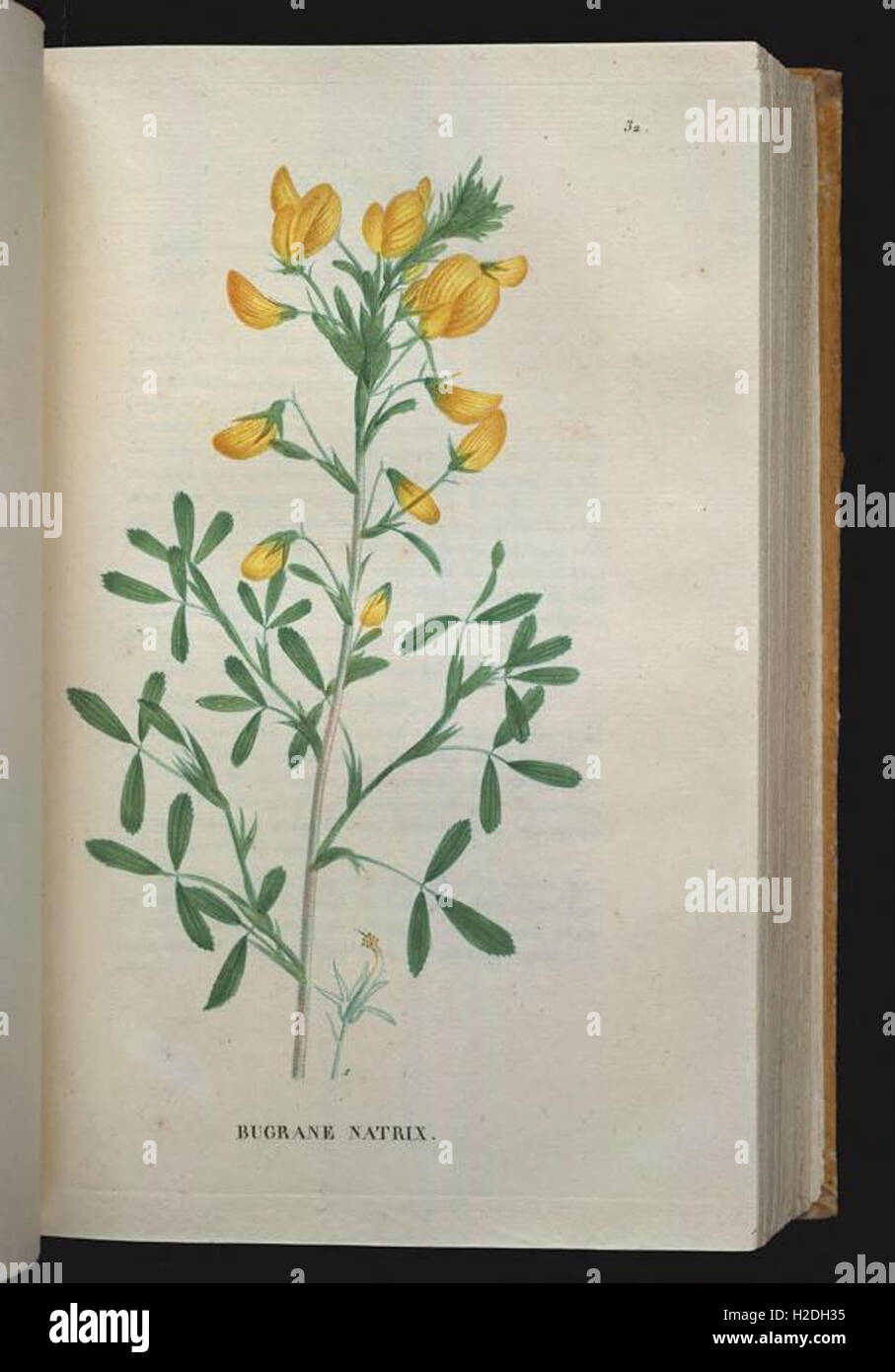 This French work is a comprehensive guide to the cultivation of shrubs ...