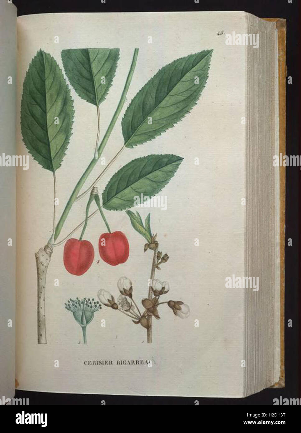 Traite des arbrisseaux et des arbustes cultives en France et en pleine ...