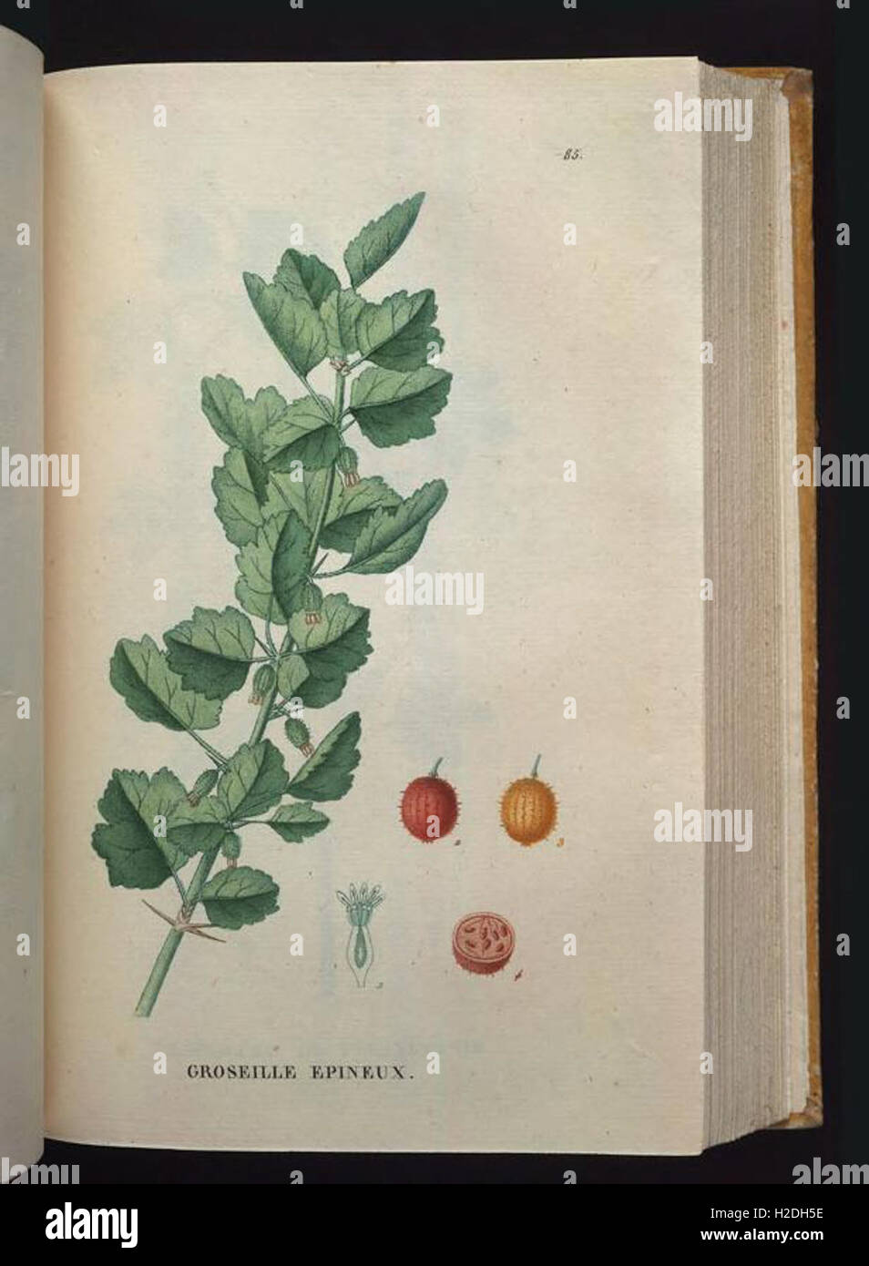 A French botanical treatise illustrating the cultivation of shrubs and ...