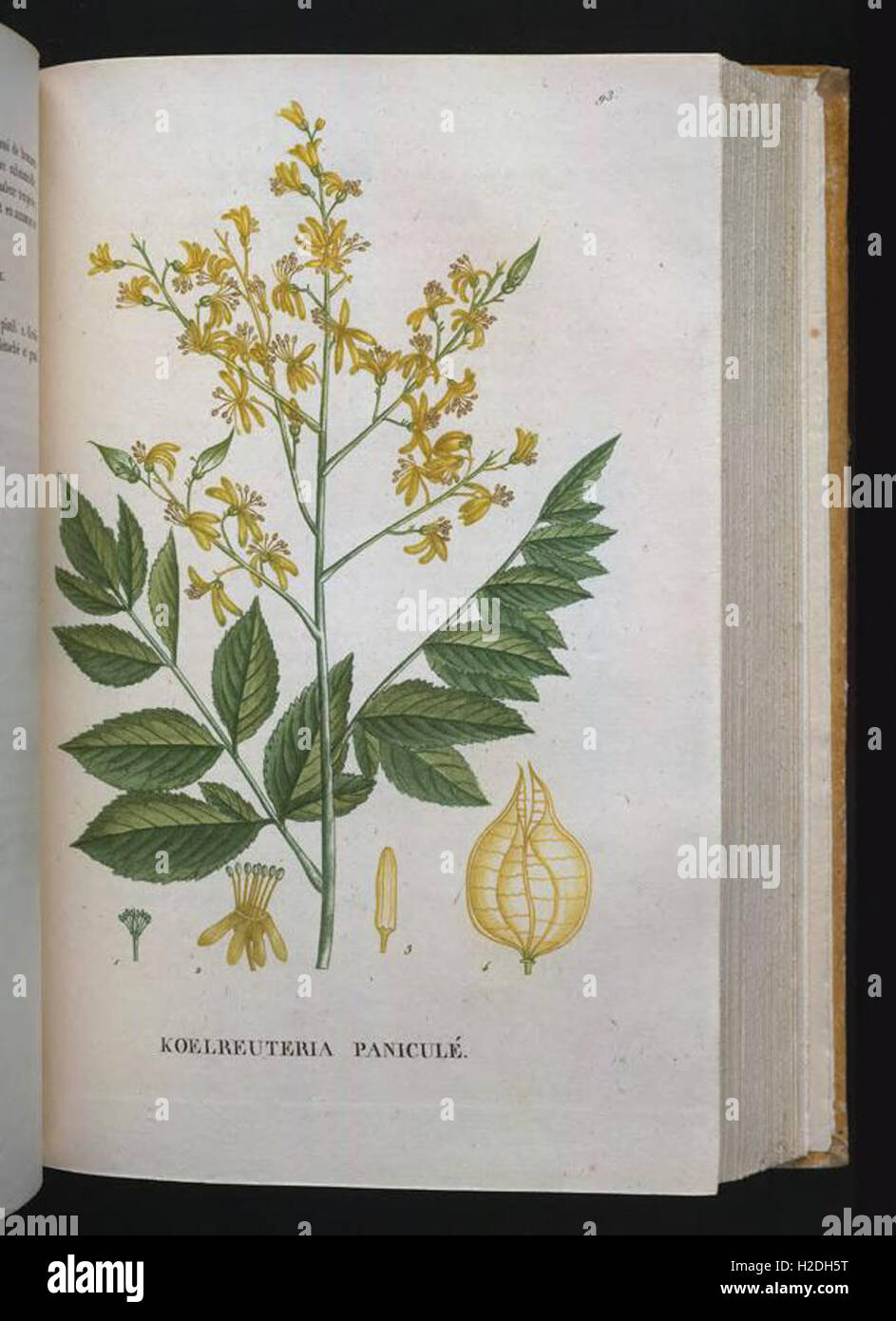 A work that covers the cultivation of shrubs and small trees in France ...