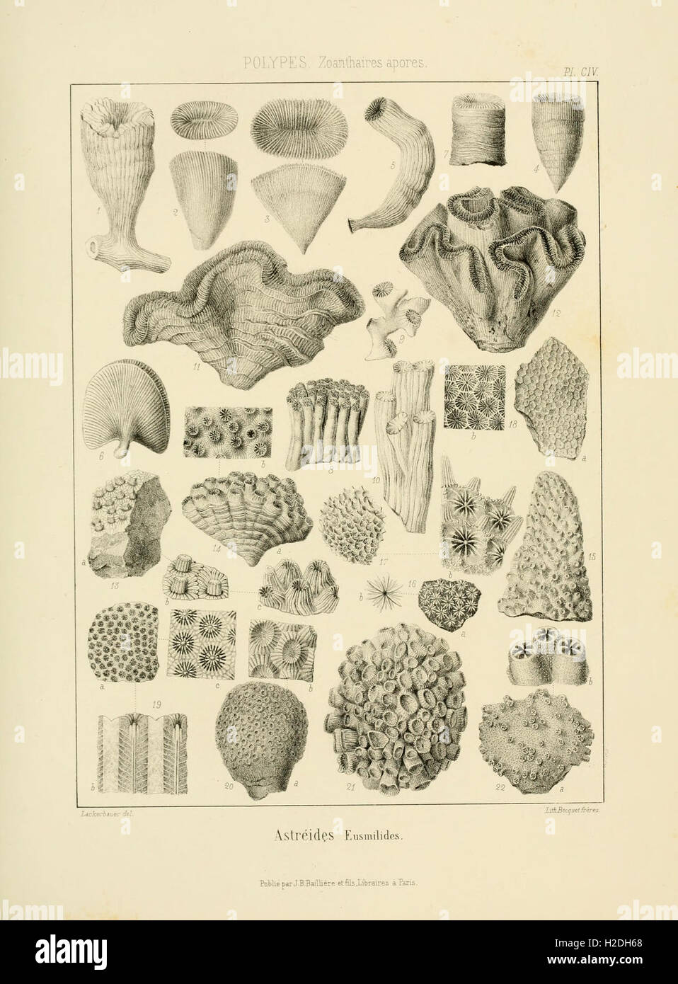 This paleontological work provides insights into the history of life on ...