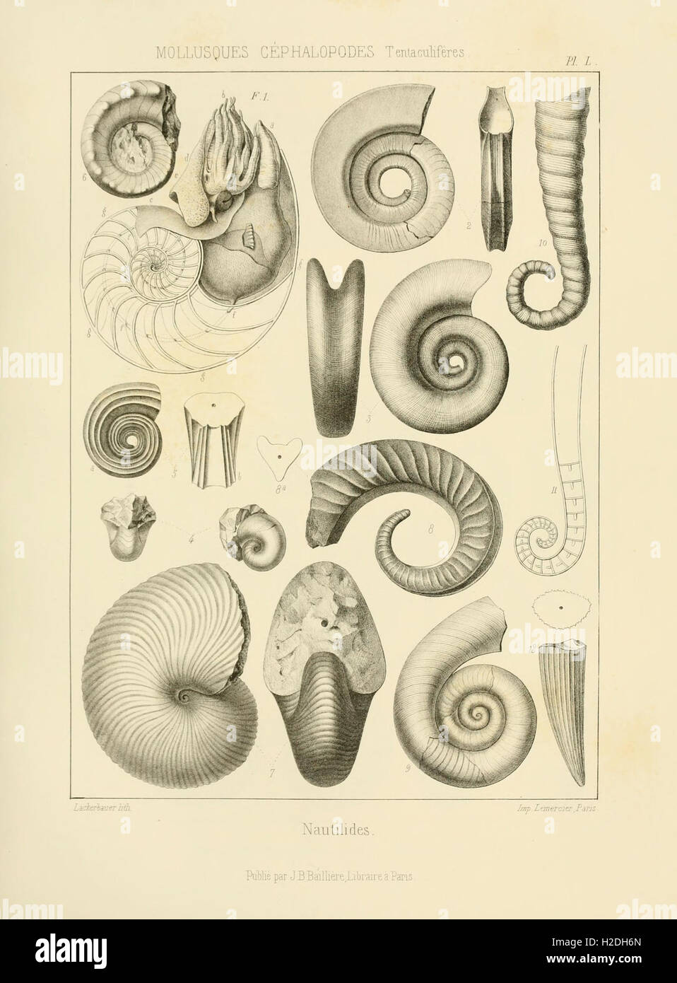 This paleontology work presents fossil findings, illustrating the ...