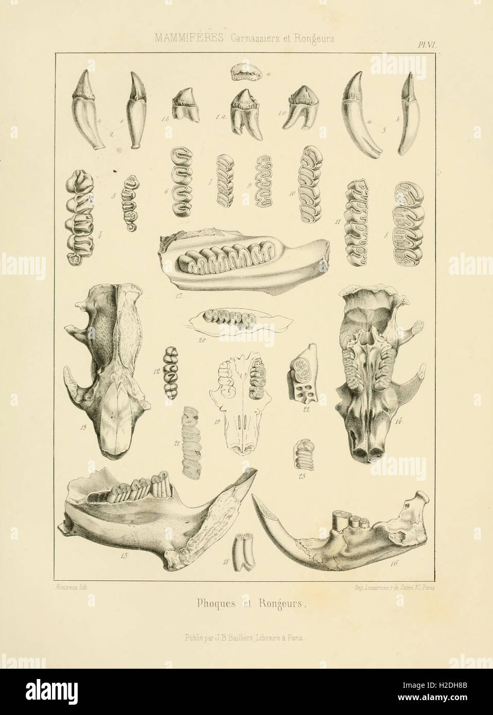 A paleontological work illustrating ancient fossils and their ...