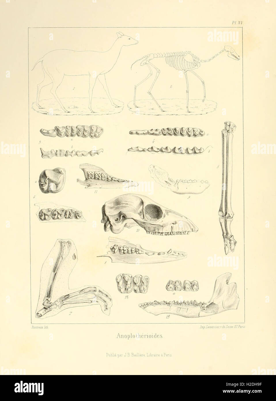 This plate from 'Trait de Paléontologie' provides an illustration of ...