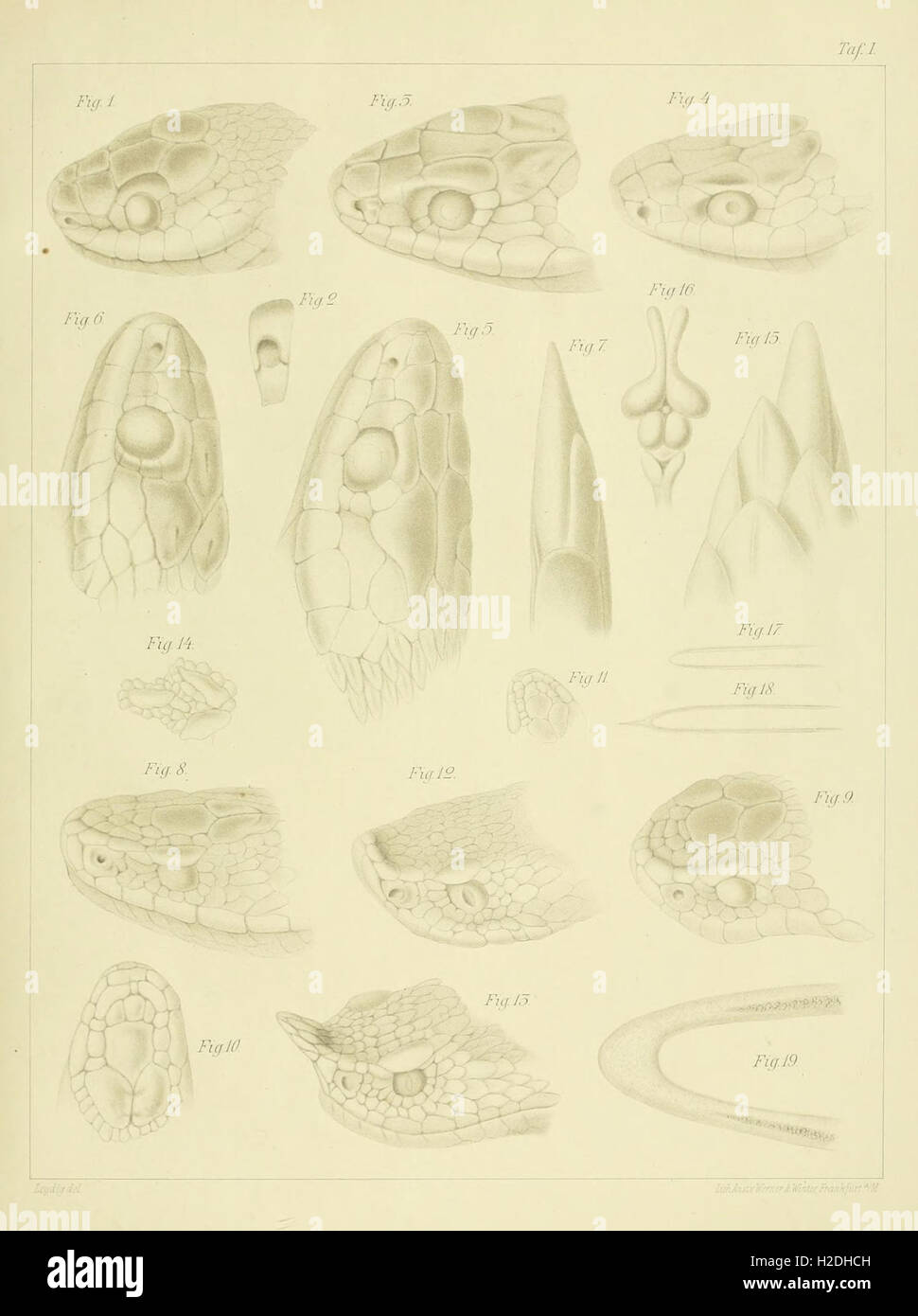 A detailed study on the native snakes of a specific region, covering ...