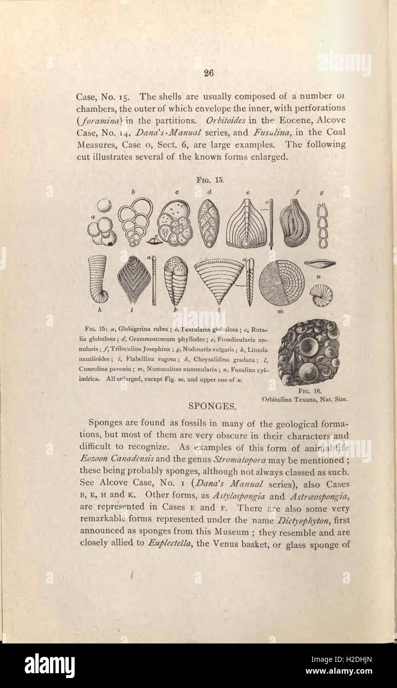 A guide for visitors to the geological and paleontological collections ...