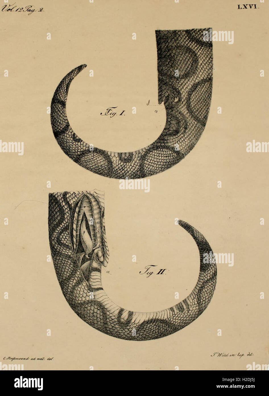 A study on the hind limbs of snakes, examining their structure and ...