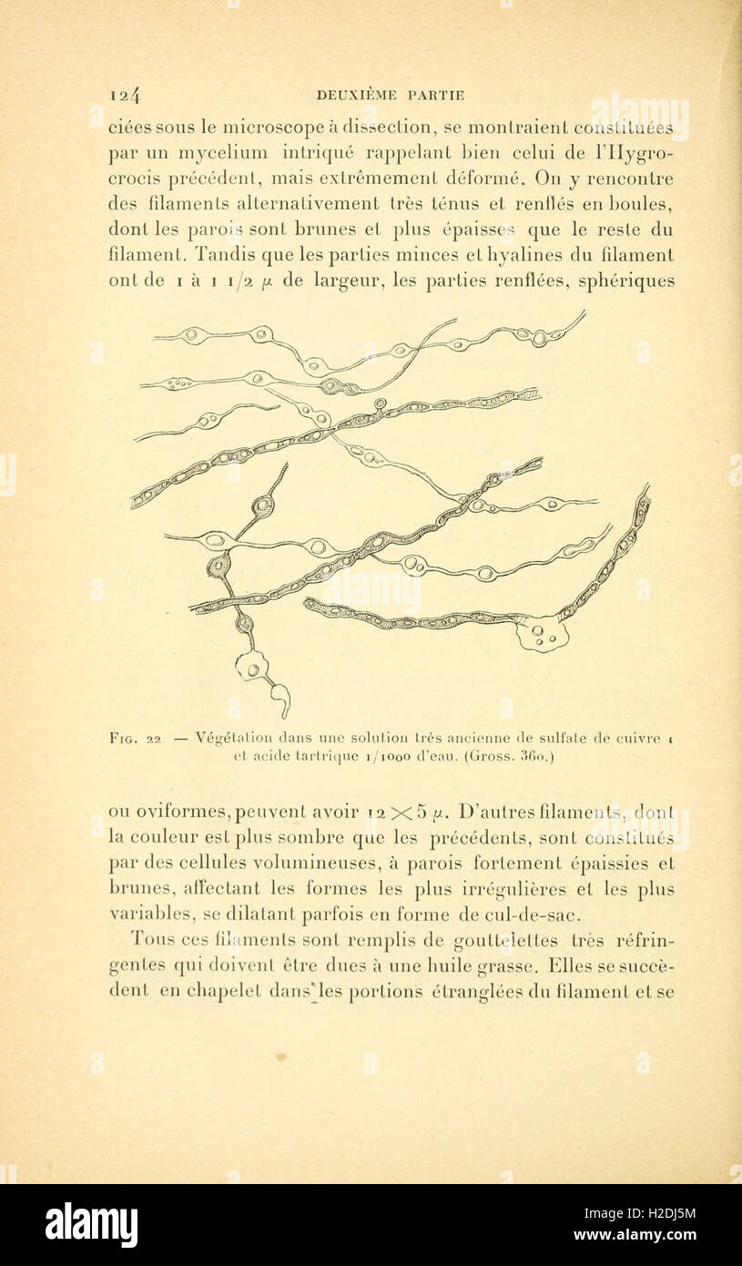 A study on the polymorphism of fungi, exploring variations within ...