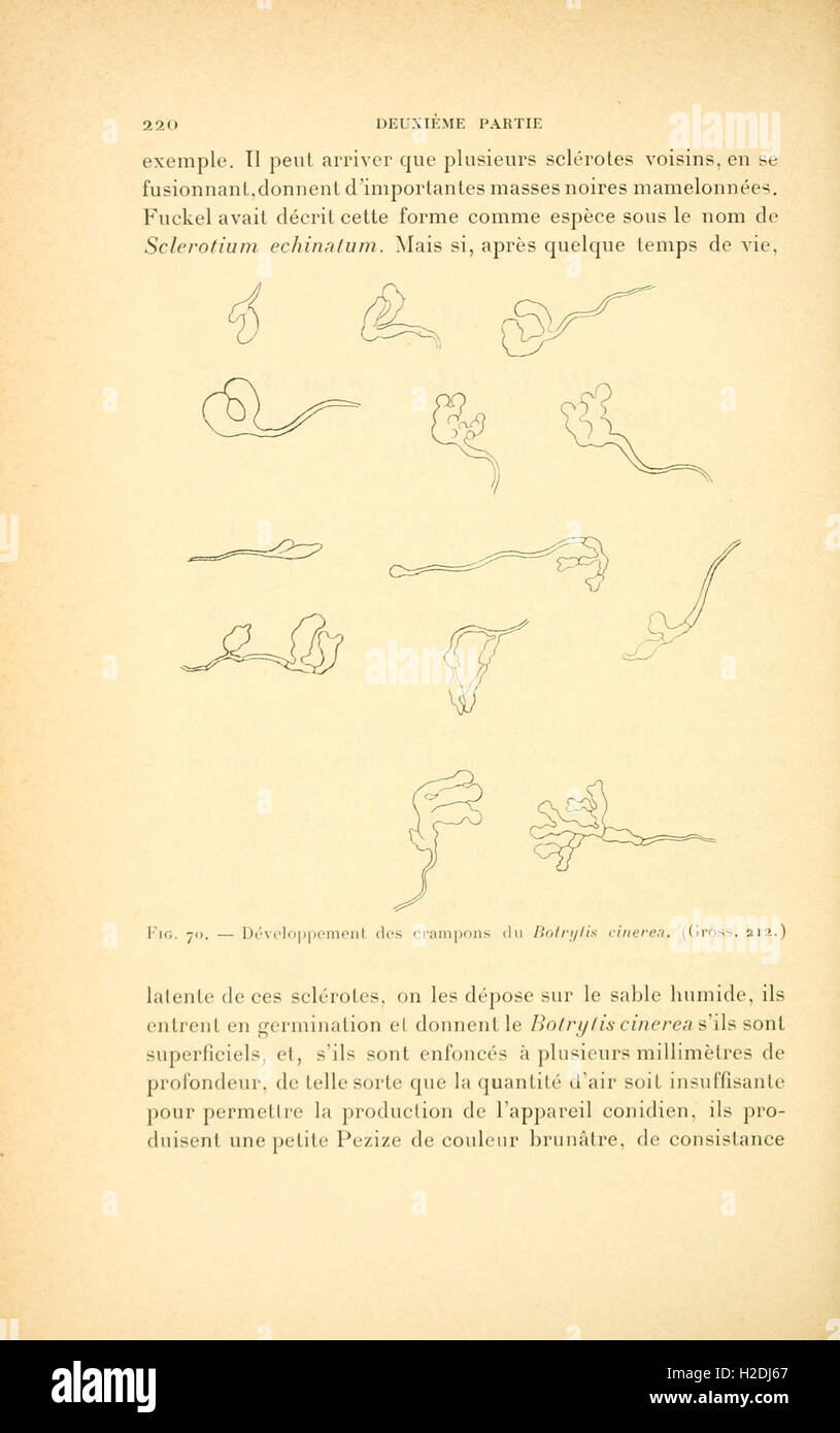 This study explores the polymorphism of fungi, examining how different ...
