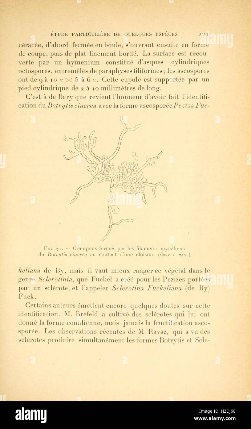 A study on the polymorphism of fungi, examining the different forms and ...