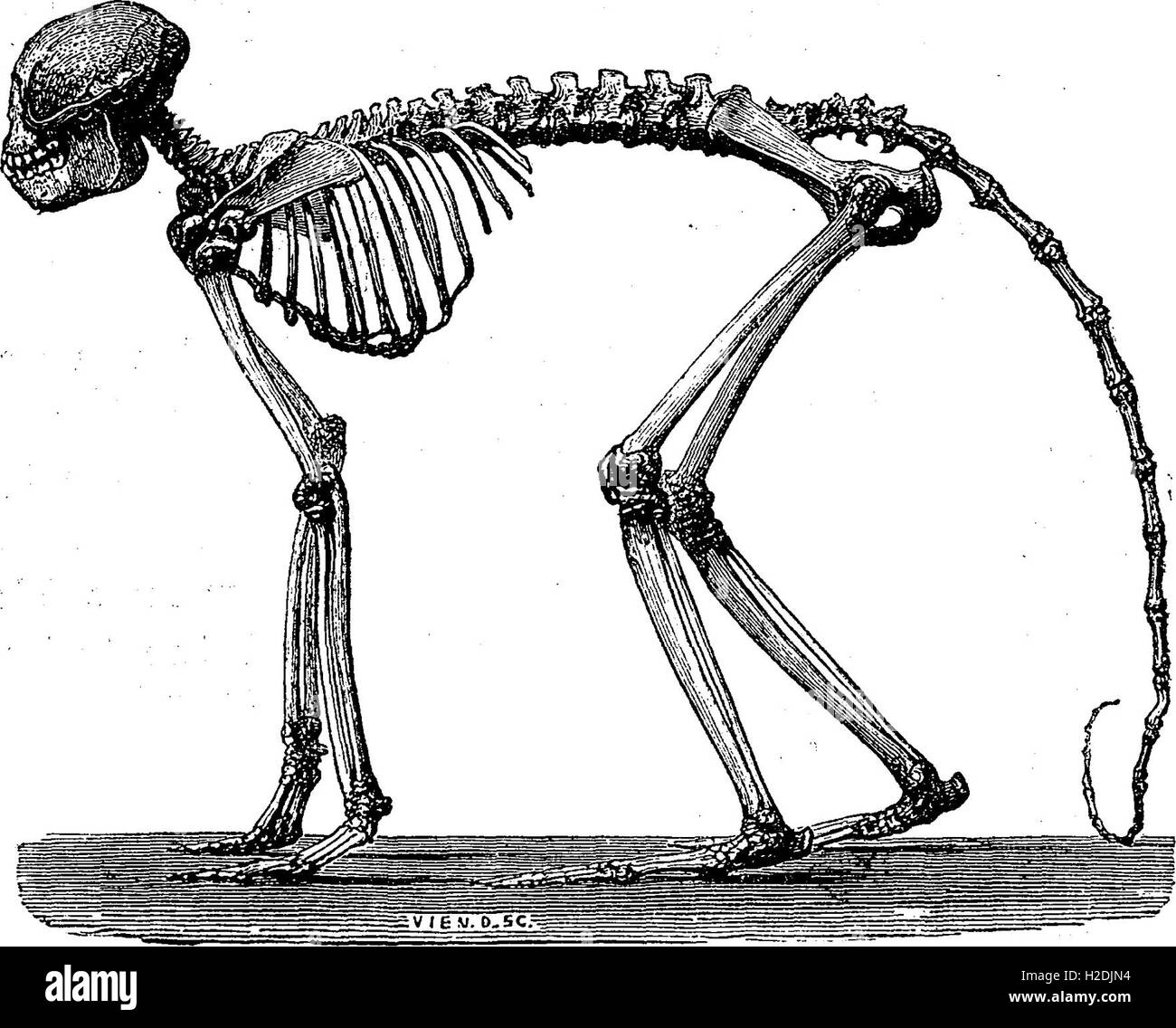 Human origins Black and White Stock Photos & Images - Alamy