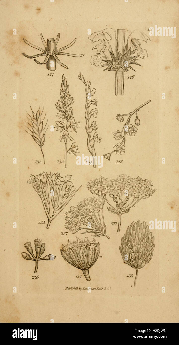 This introductory work on physiological and systematical botany focuses ...