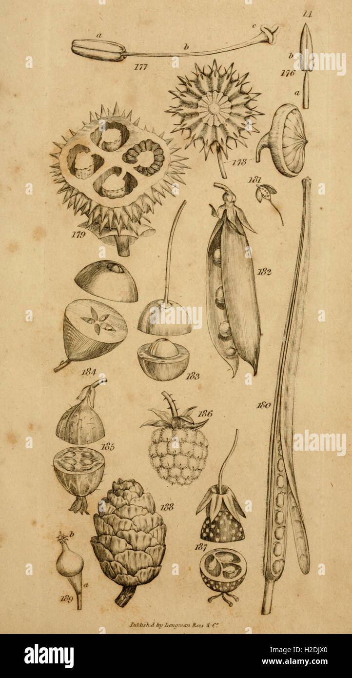 An introductory work on physiological and systematic botany, exploring ...