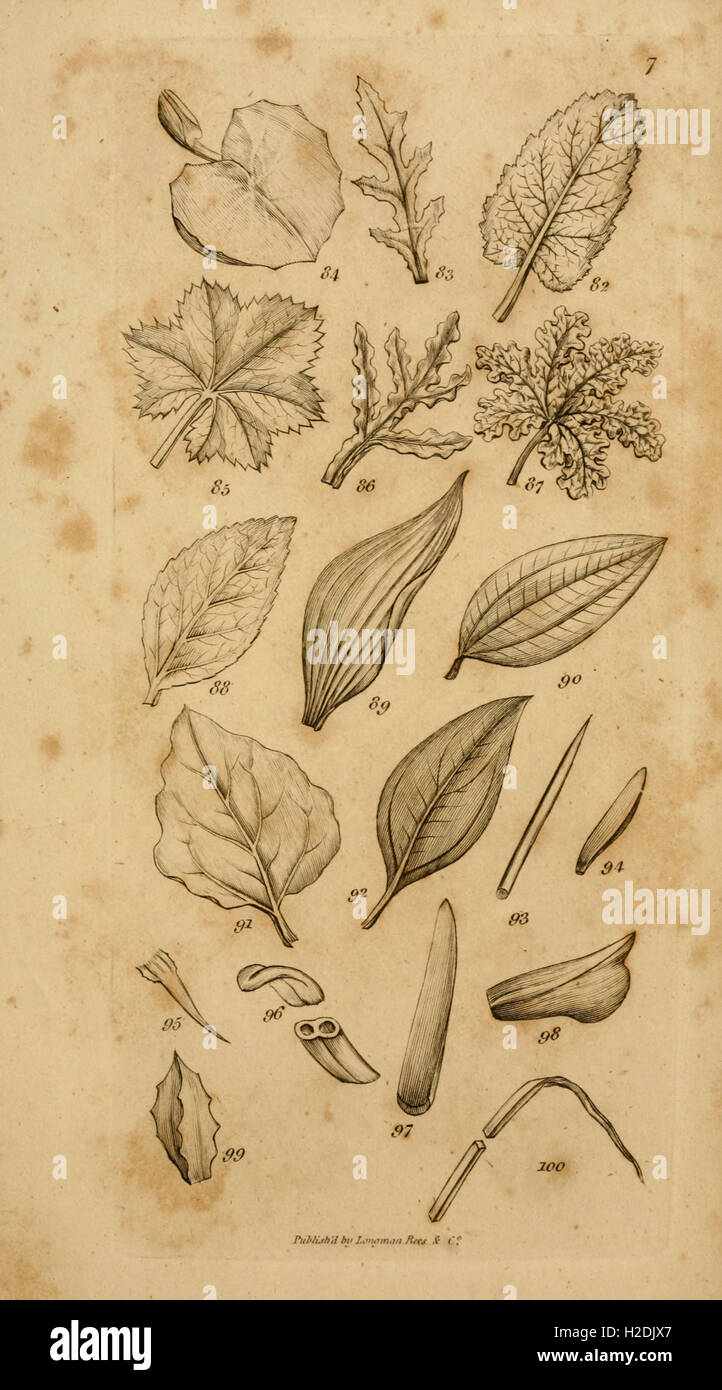 Plate 7 of 'An Introduction to Physiological and Systematical Botany ...