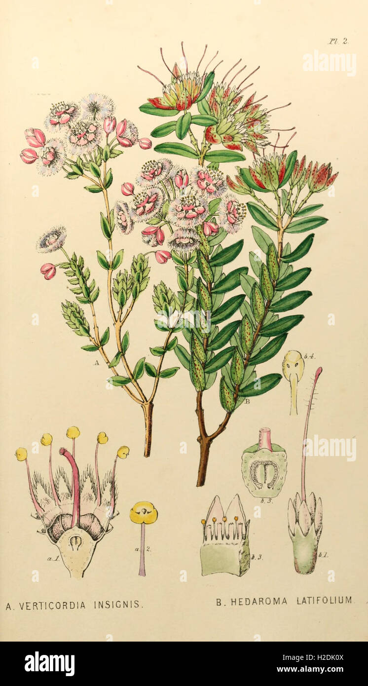 This appendix to Edwards’s botanical register includes additional plant ...