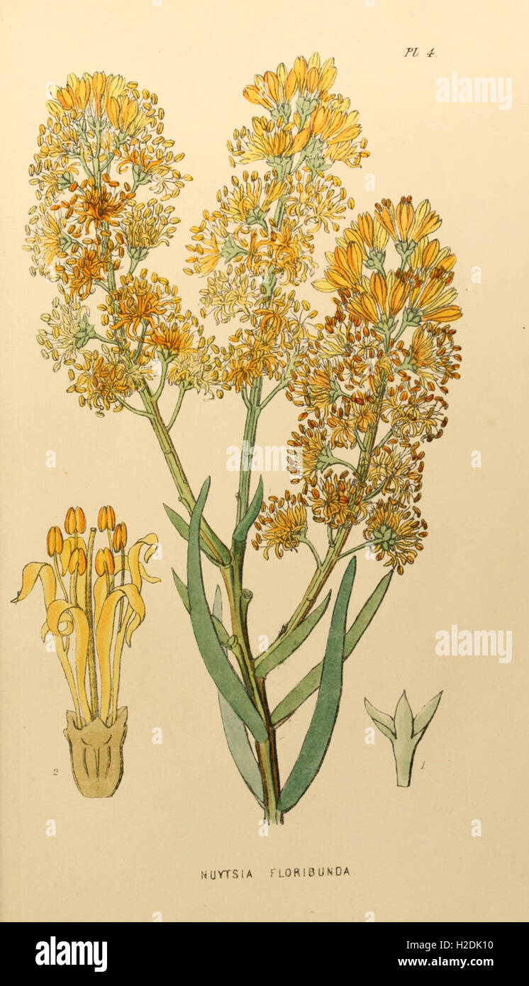 This appendix to Edwards's botanical register continues the ...