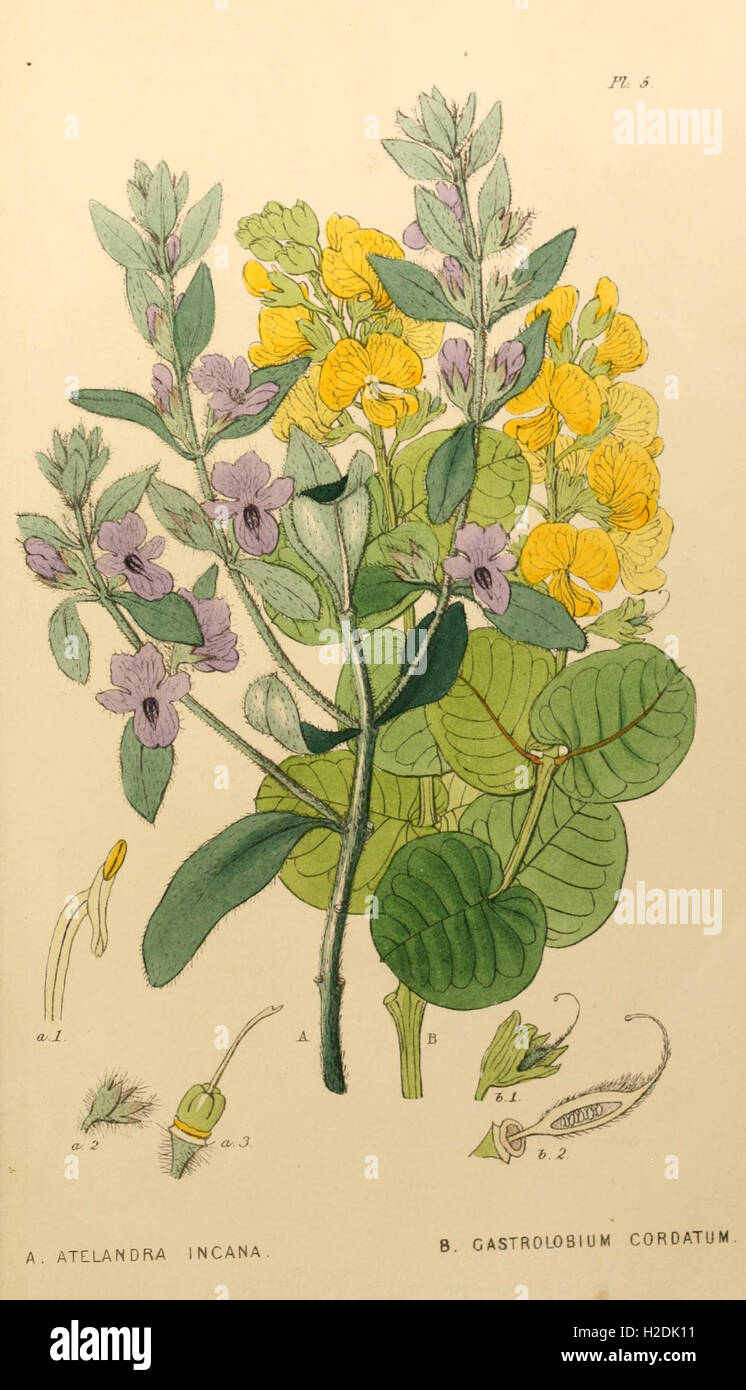 This appendix to Edwards's Botanical Register includes additional plant ...