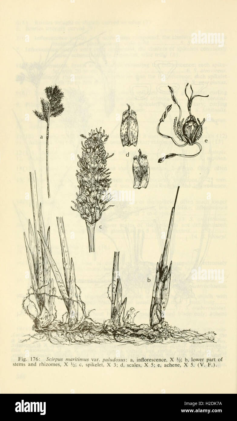 A detailed guide to the aquatic and wetland plants in the southwestern ...
