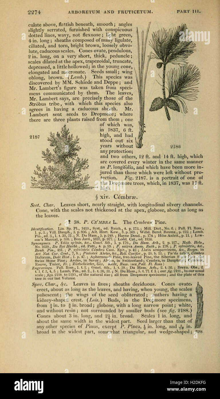 A comprehensive botanical reference, focusing on the British arboretum ...