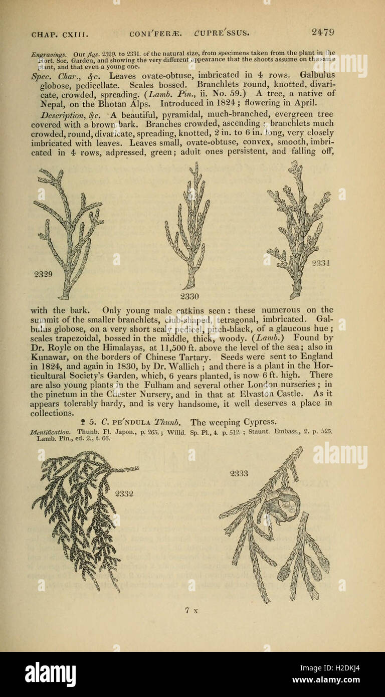 A detailed botanical work on British trees and shrubs, focusing on ...