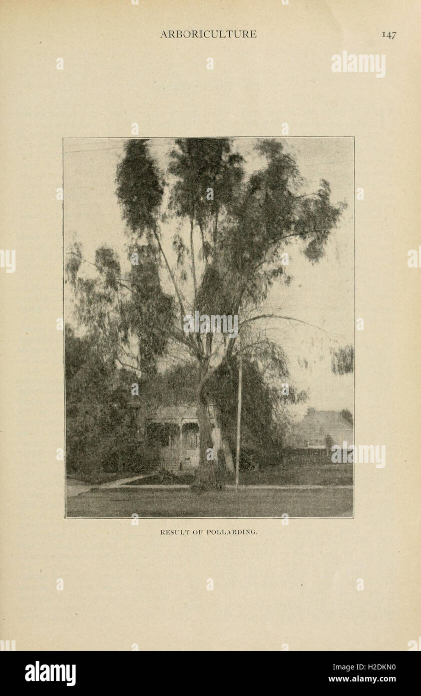 A page from an arboriculture manual focusing on tree care, management ...