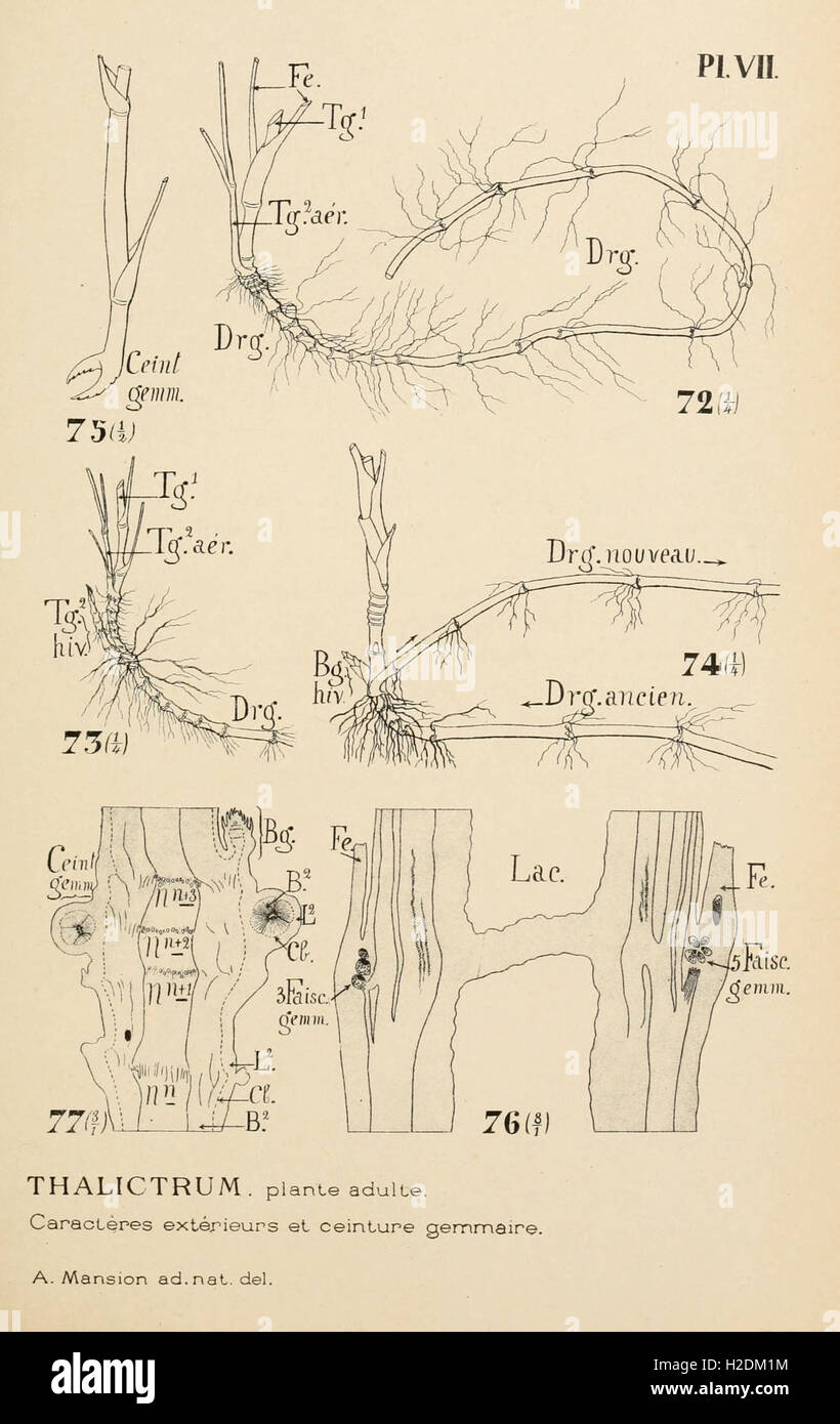 This publication from the Botanical Institute of the University of ...