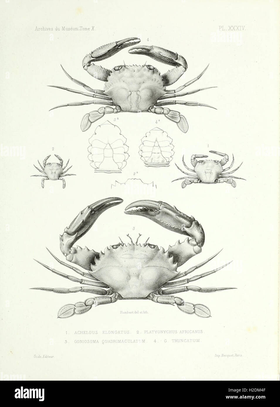 This plate features specimens from the Museum of Natural History in ...