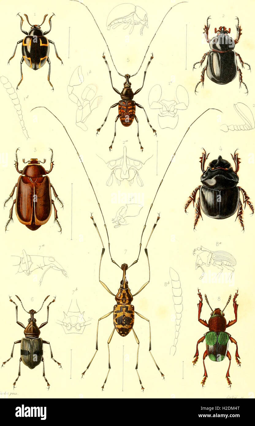 This publication features illustrations of new or rare insect species ...