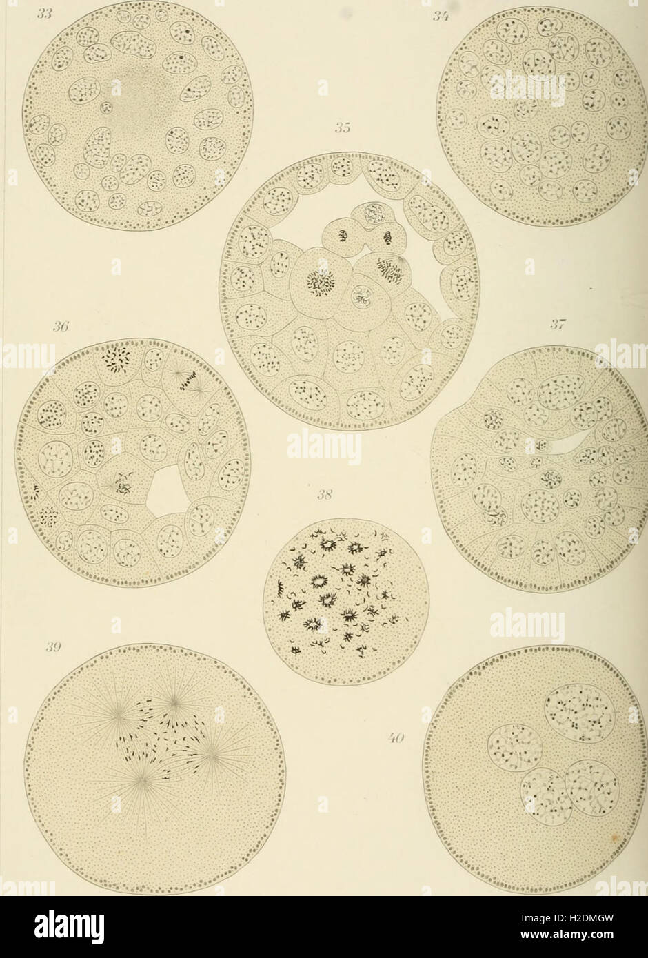 Various microscopic anatomical structures hi-res stock photography and ...
