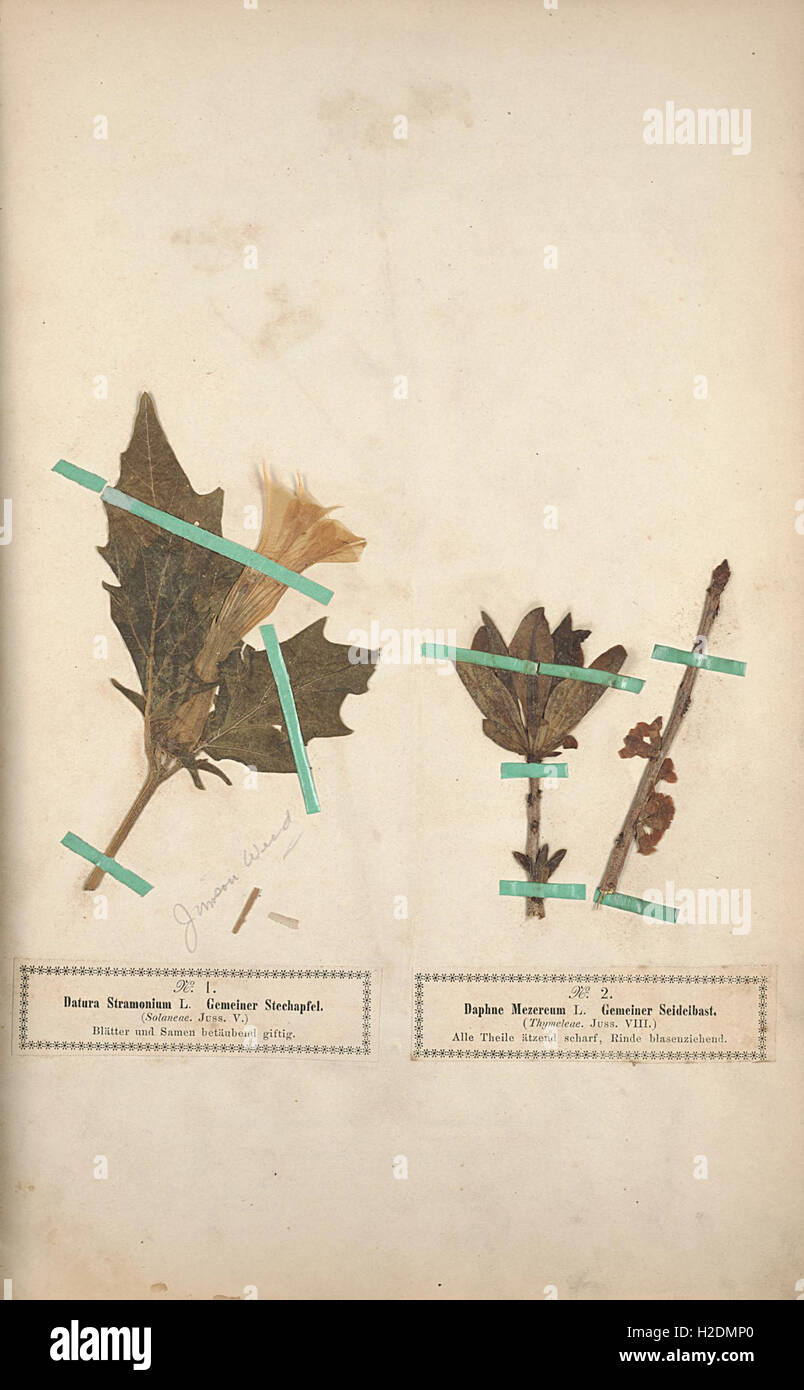 A botanical text on medicinal and poisonous plants, discussing their ...