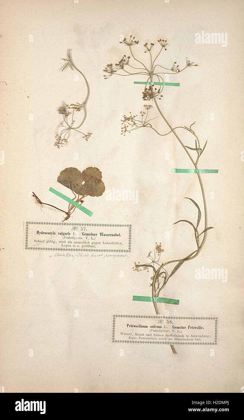 This entry from 'Arznei- und Giftgewächse' details medicinal and toxic ...