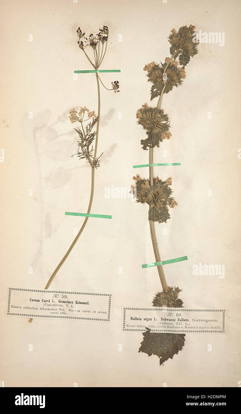This work provides an in-depth look at medicinal and toxic plants ...
