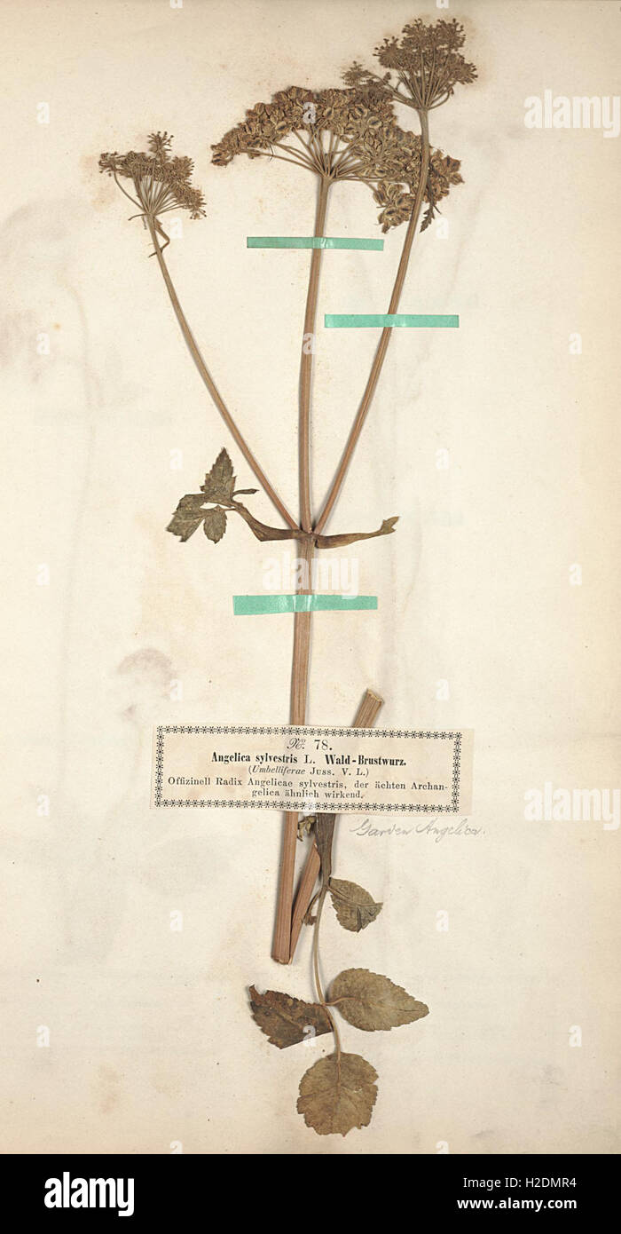 This work presents a study of medicinal and poisonous plants, detailing ...