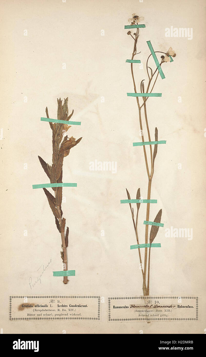 A publication on medicinal and poisonous plants, detailing their ...