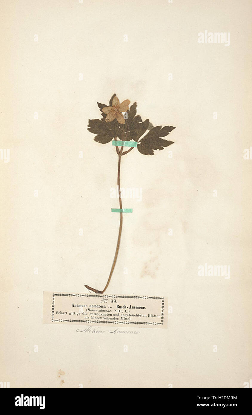 This work examines medicinal and poisonous plants, with No. 99 focusing ...