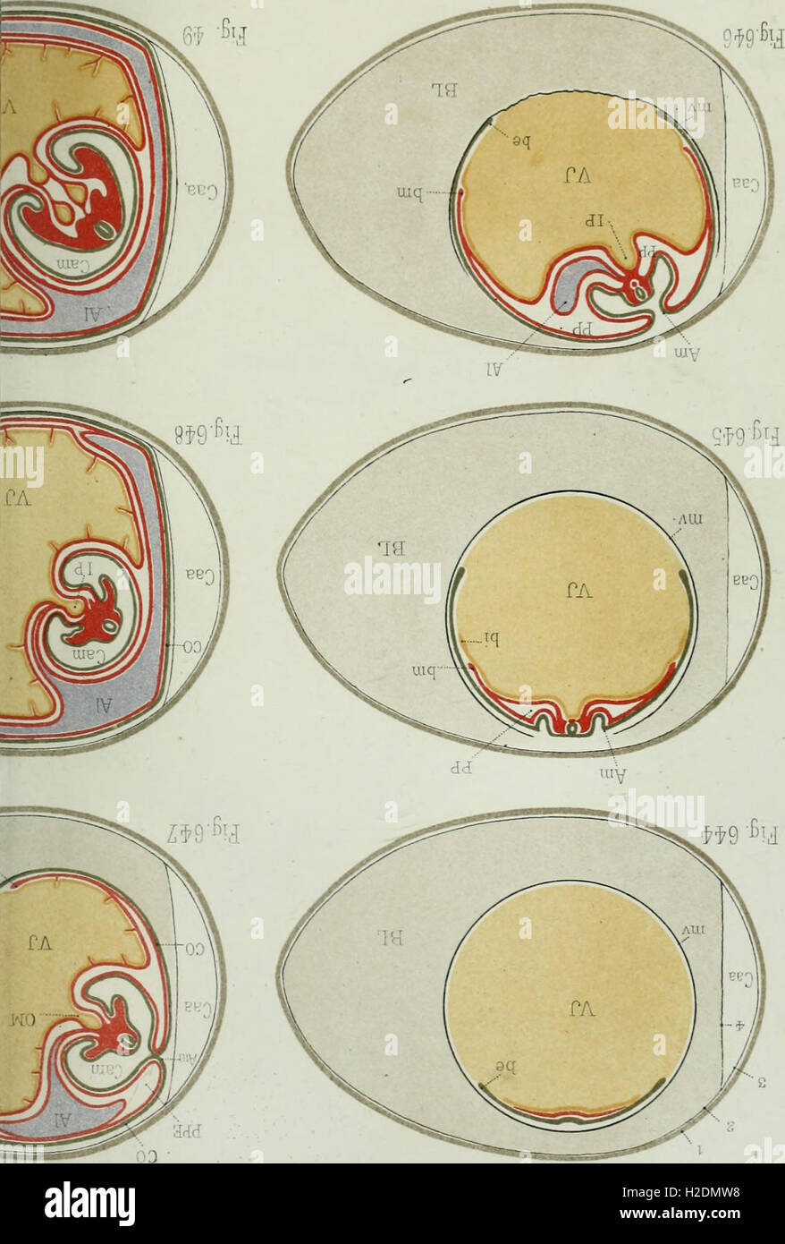 'Atlas d'Embryologie' (1889) is a comprehensive work on embryology ...