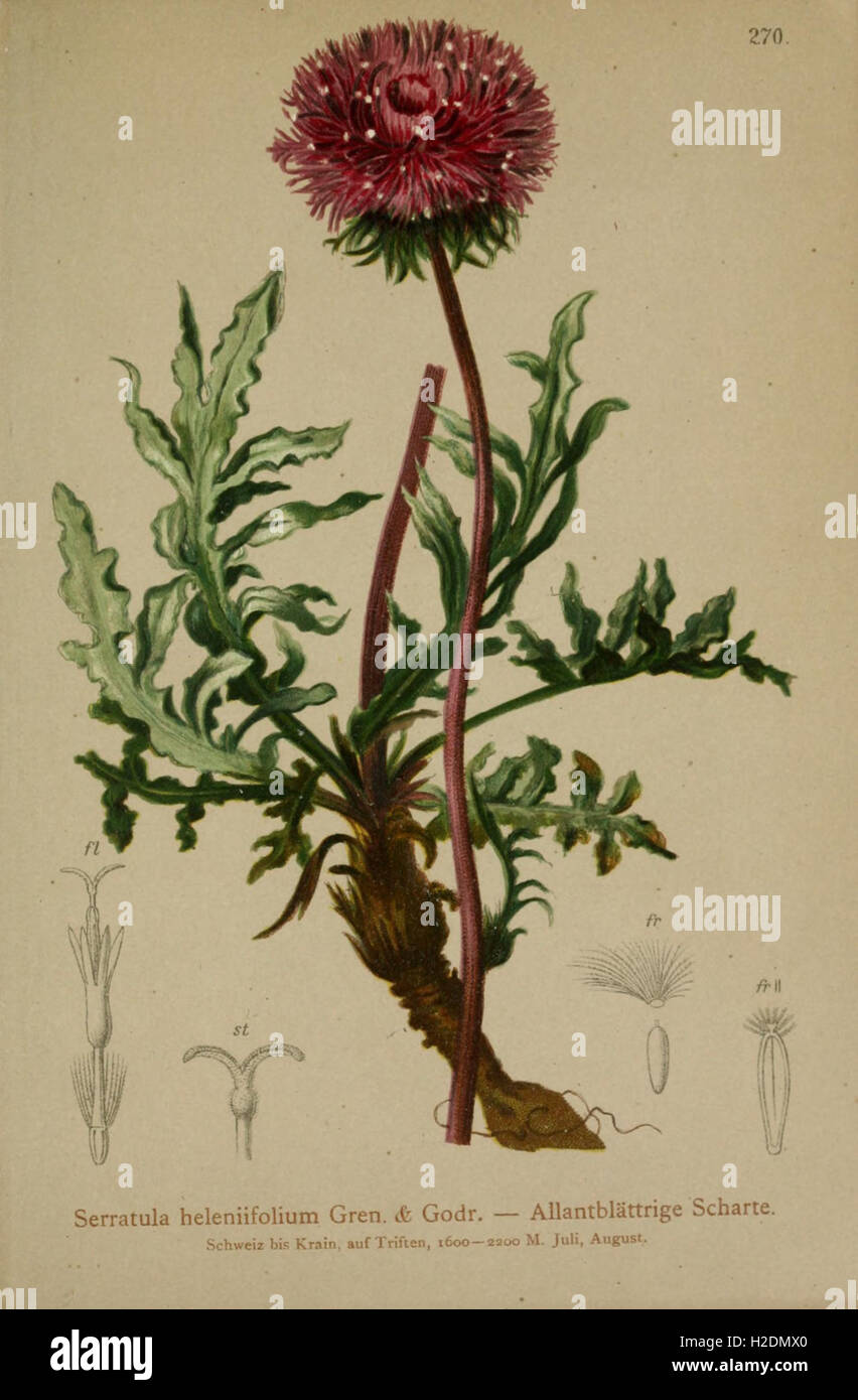 The 'Atlas der Alpenflora' offers a detailed visual and scientific ...