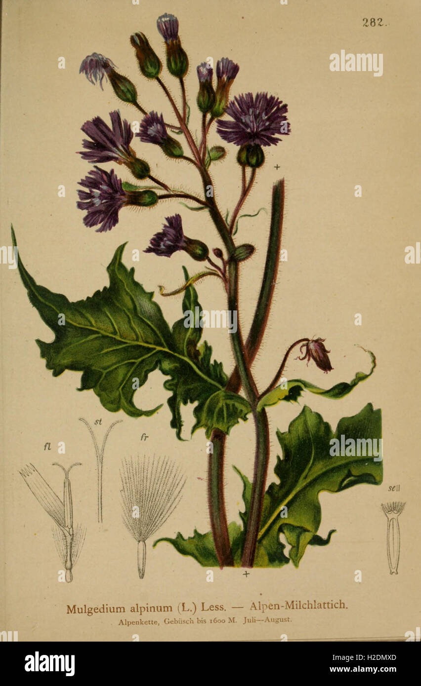 This atlas presents detailed botanical illustrations of Alpine plants ...