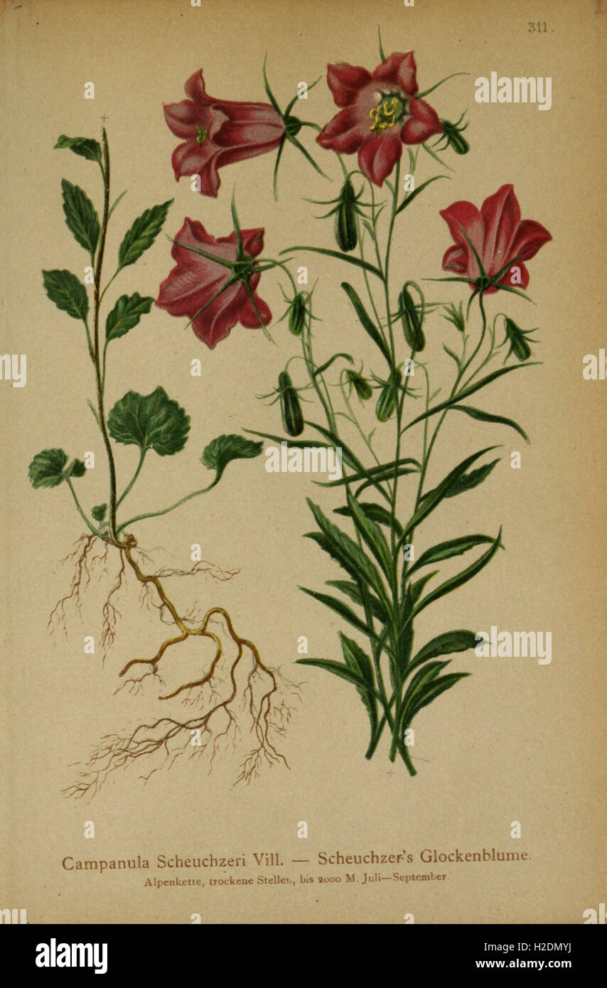 This plate from the 'Atlas der Alpenflora' illustrates various alpine ...