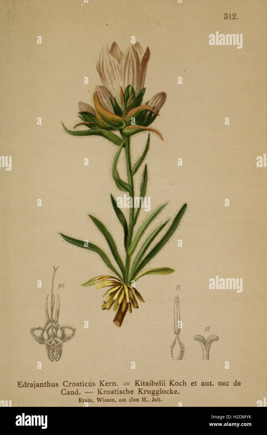 An atlas illustrating Alpine flora. Plate 312 provides detailed ...